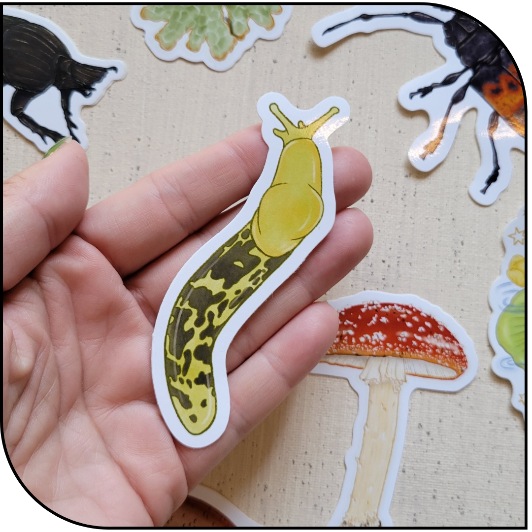BANANA SLUG STICKER – thehollowbird