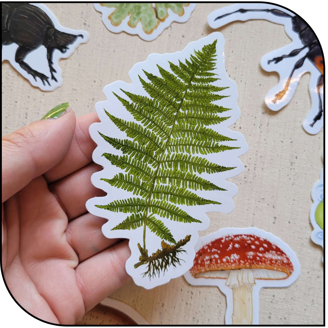 LADY FERN STICKER – thehollowbird