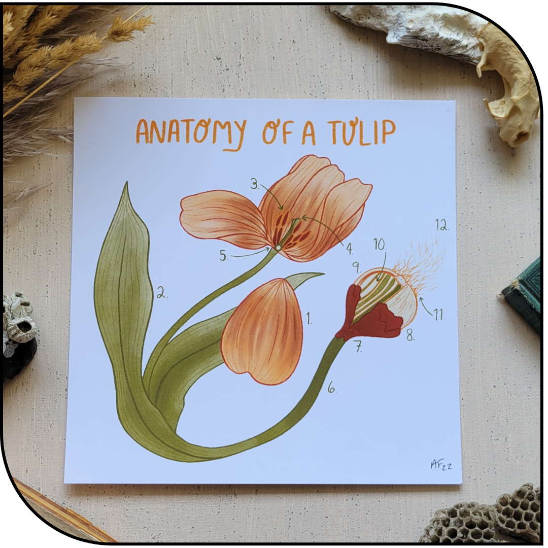 Tulip Anatomy Art Print – thehollowbird