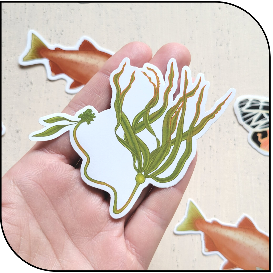 Bull Kelp Sticker – thehollowbird