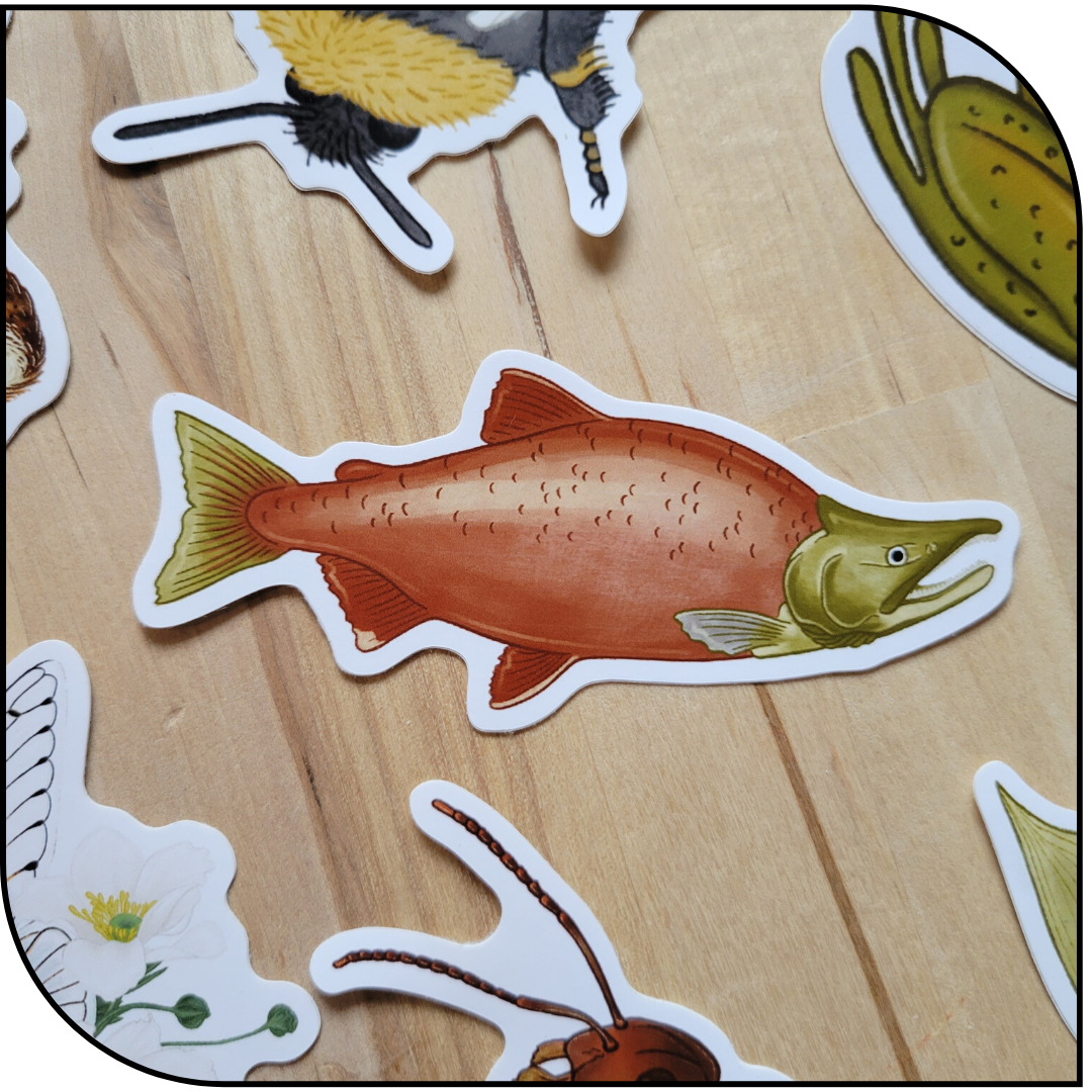 SALMON STICKER – thehollowbird